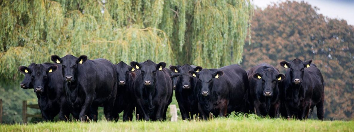 Bi-Weekly Update – Friday 13th November 2020 - Aberdeen-Angus Cattle ...