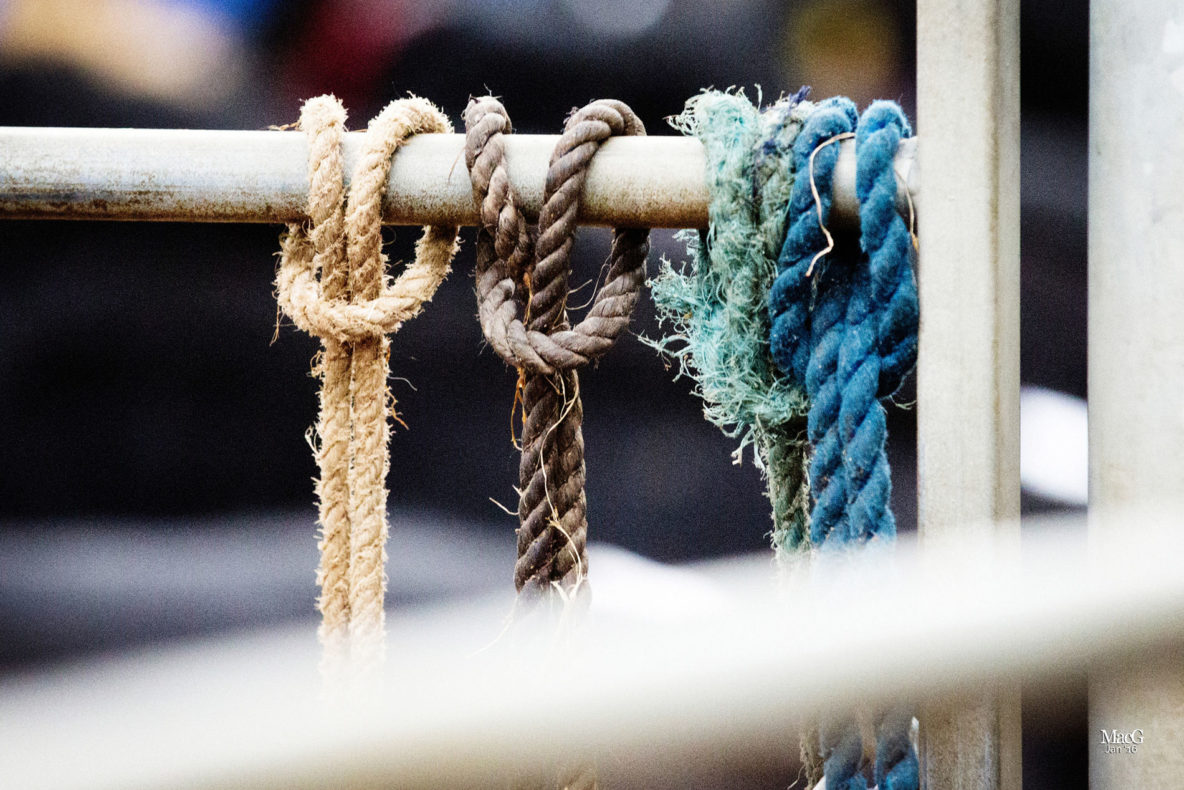 Membership And Fees - Aberdeen-Angus Cattle Society