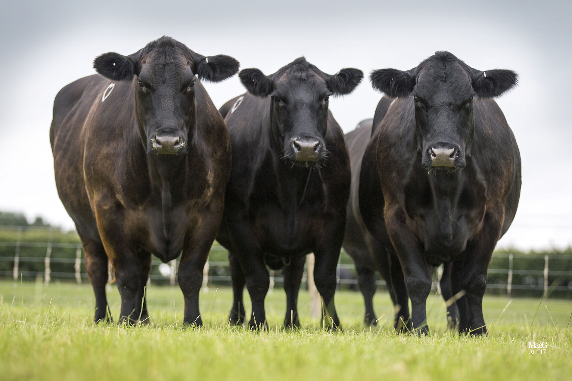 Breeders Resources - Aberdeen-Angus Cattle Society