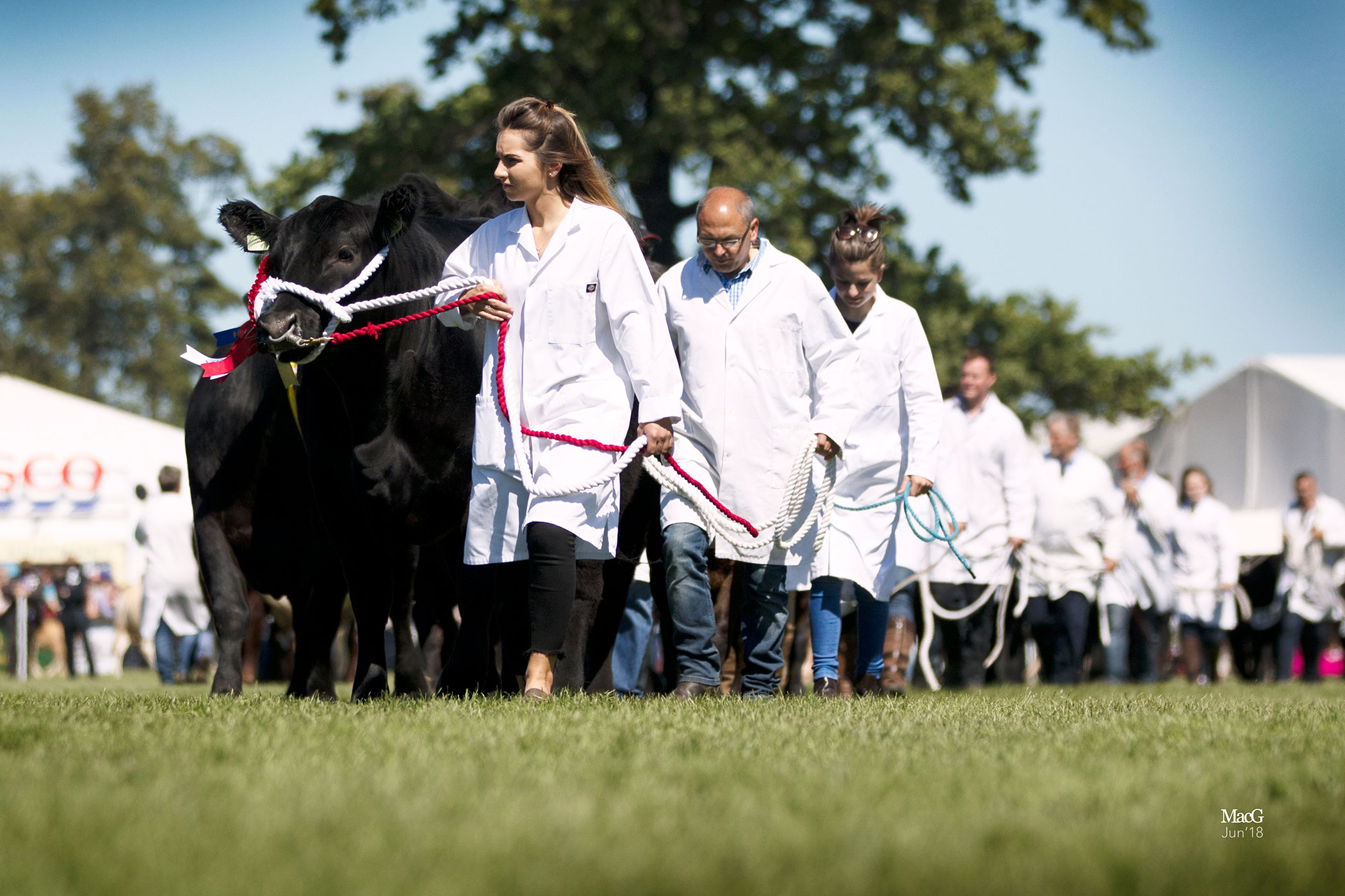Stock for Sale - Aberdeen-Angus Cattle Society