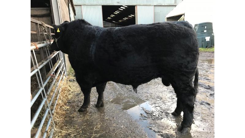 4 bulls for sale – Coldoch Aberdeen-Angus - Aberdeen-Angus Cattle Society