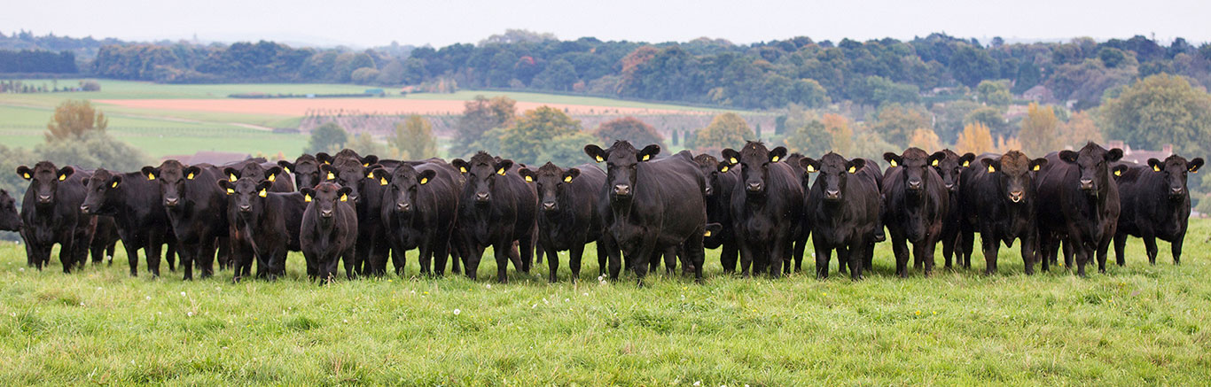 Home - Aberdeen-Angus Cattle Society