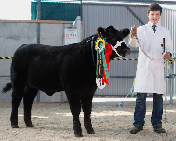 Scottish judge impressed with Irish National Calf Show - Aberdeen-Angus ...