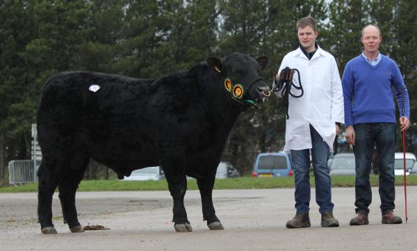 Champion leads Dungannon Angus entry at 4,500gns - Aberdeen-Angus ...