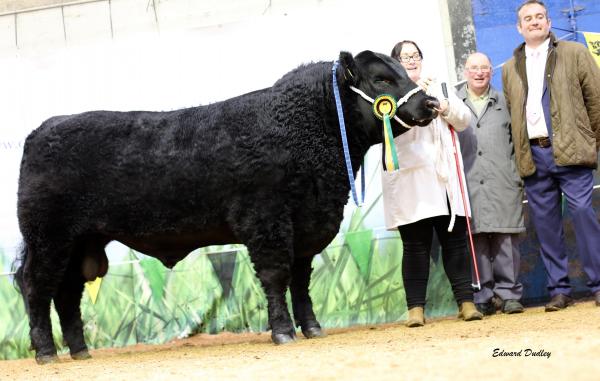 Aberdeen-Angus calves impress at 14th annual Northern Irish Calf Show ...
