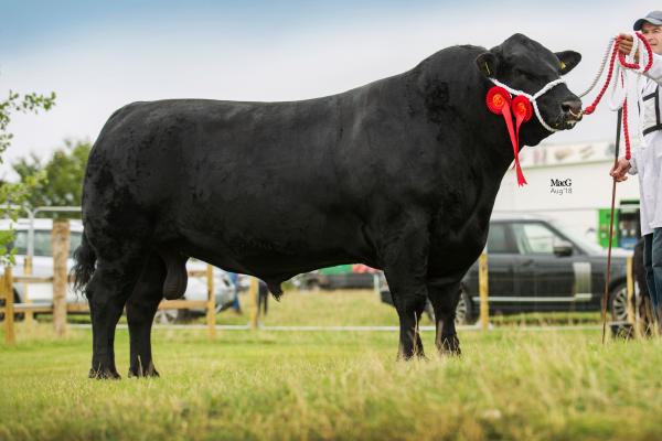 Shankill and Liss herds share top honours at the Tullamore Show ...
