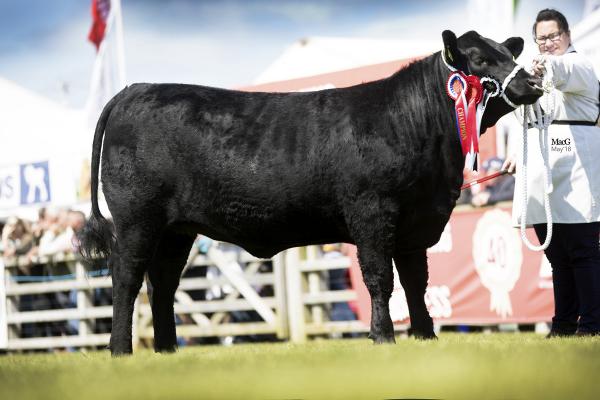 Aberdeen-Angus females dominate championship line-up at Balmoral ...