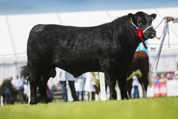 Aberdeen-Angus females dominate championship line-up at Balmoral ...