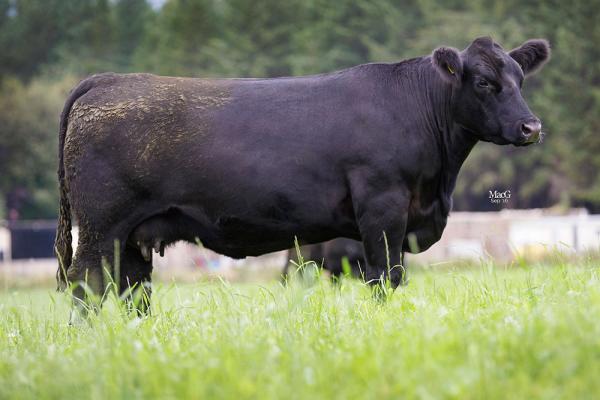 Blelack female sale hits headlines with new female breed record of 35 ...