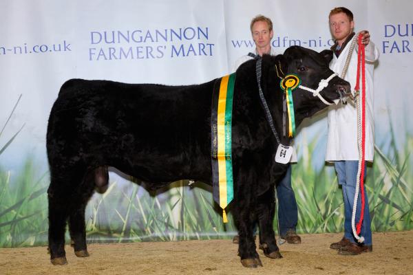 Birches Herd claims calf show honours: NI Club annual calf show ...