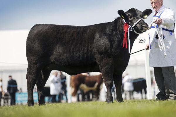 Report: A magnificent day at Balmoral - Aberdeen-Angus Cattle Society