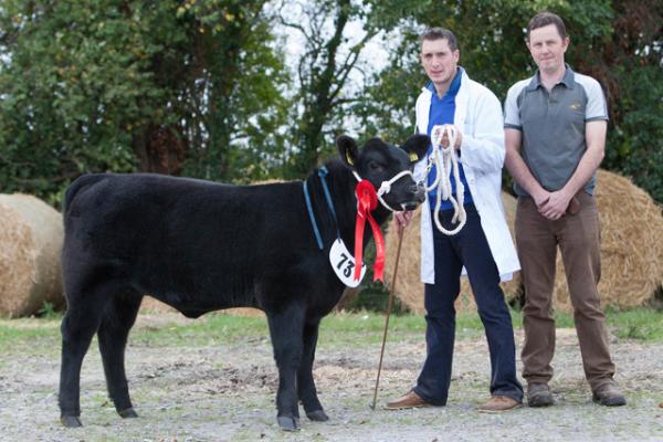 Quality and quantity at Aberdeen-Angus calf show in Tullamore ...