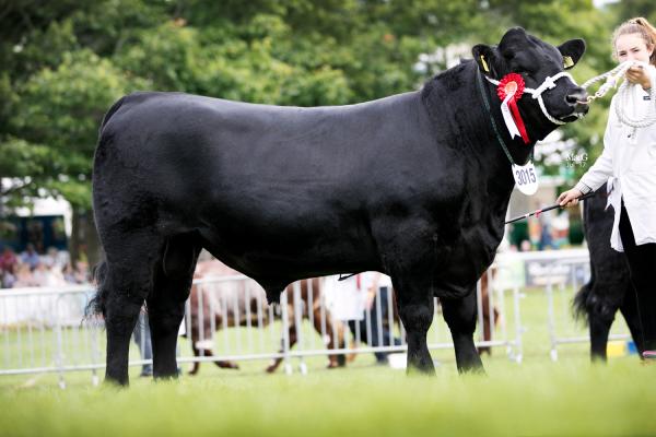Royal Welsh Show 2017 Results - Aberdeen-Angus Cattle Society