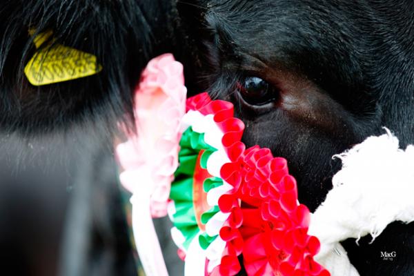 Linton Gilbertines bull takes Royal Welsh honours - Aberdeen-Angus ...