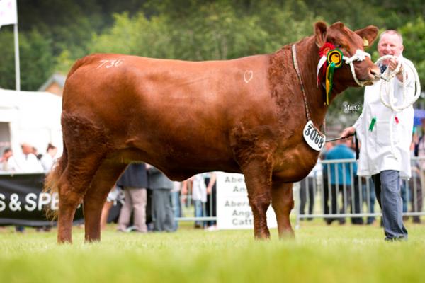Linton Gilbertines bull takes Royal Welsh honours - Aberdeen-Angus ...