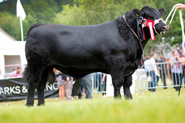 Linton Gilbertines bull takes Royal Welsh honours - Aberdeen-Angus ...