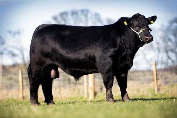 2 Aberdeen-Angus Bulls for Sale - Aberdeen-Angus Cattle Society