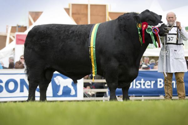 Irish Aberdeen-Angus breeder takes silver in World Social Media ...