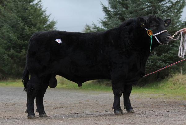 Champion leads Dungannon Angus entry at 4,500gns - Aberdeen-Angus ...