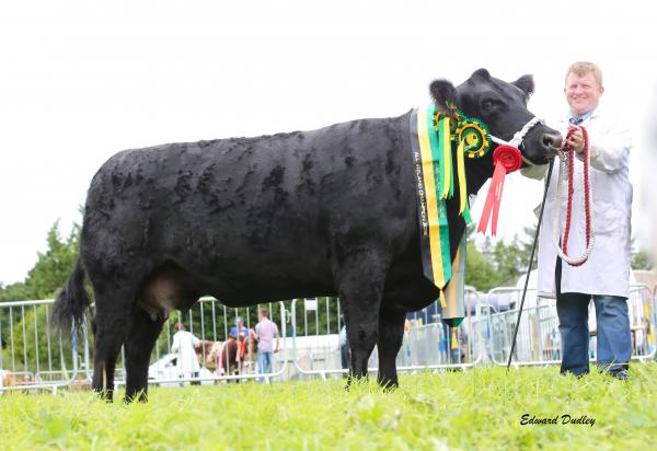 First All-Ireland Aberdeen-Angus trophy for Grangeview Herd - Aberdeen ...