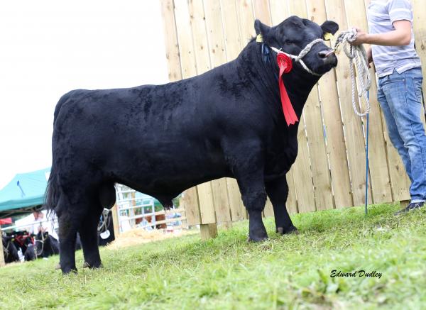 First All-Ireland Aberdeen-Angus trophy for Grangeview Herd - Aberdeen ...