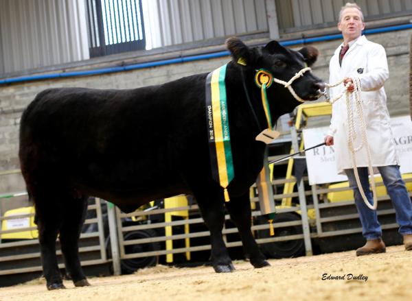 Aberdeen-Angus calves impress at 14th annual Northern Irish Calf Show ...