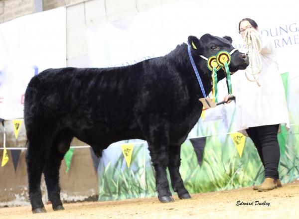 Aberdeen-Angus calves impress at 14th annual Northern Irish Calf Show ...