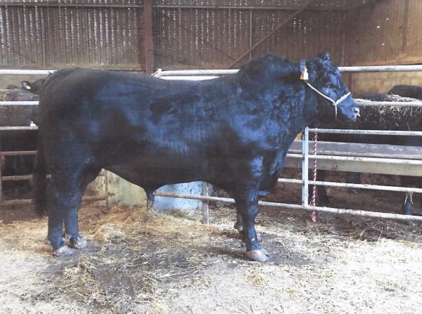 2 Pedigree Aberdeen-Angus Bulls For Sale - Aberdeen-Angus Cattle Society