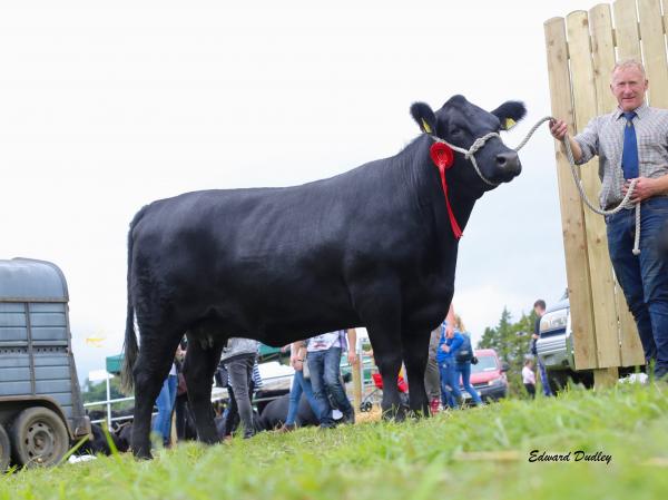 First All-Ireland Aberdeen-Angus trophy for Grangeview Herd - Aberdeen ...