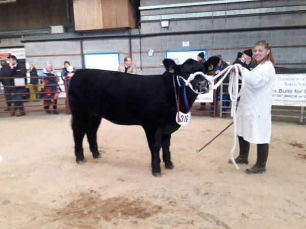 NE England Calf Show 2017 results - Aberdeen-Angus Cattle Society
