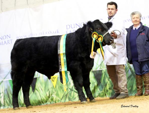 Aberdeen-Angus calves impress at 14th annual Northern Irish Calf Show ...