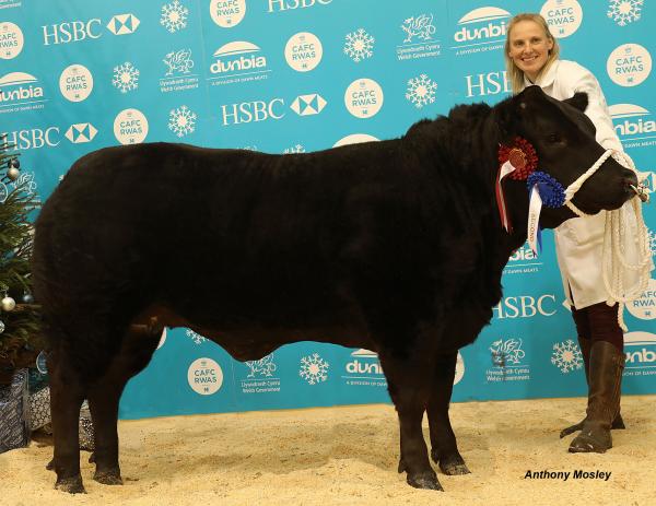 Royal Welsh Show – Images - Aberdeen-Angus Cattle Society