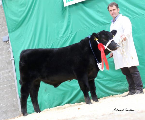 Young stars shine at Irish National Aberdeen-Angus Calf Show - Aberdeen ...