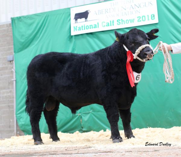 Young stars shine at Irish National Aberdeen-Angus Calf Show - Aberdeen ...