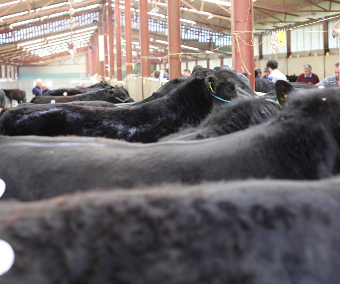 Top call of €4600 at Carrick-on-Shannon - Aberdeen-Angus Cattle Society