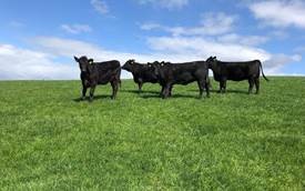 Pedigree heifers for Sale - Auchengray herd - Aberdeen-Angus Cattle Society