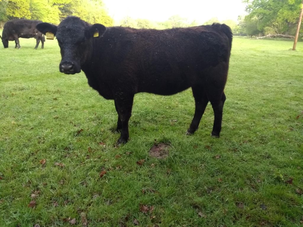Two pedigree Aberdeen-Angus heifers for sale | Aberdeen-Angus Cattle ...