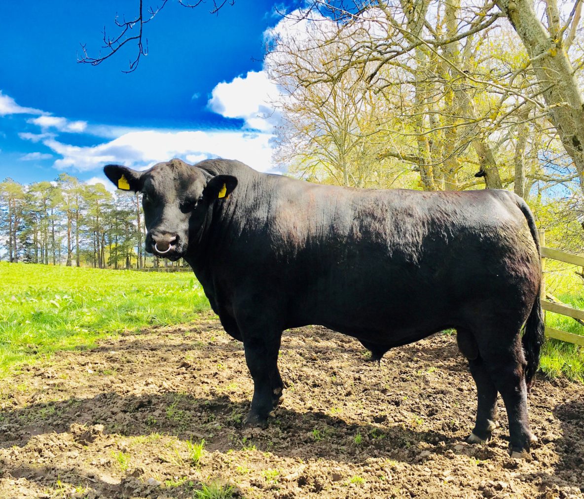 Bull for Sale | Aberdeen-Angus Cattle Society