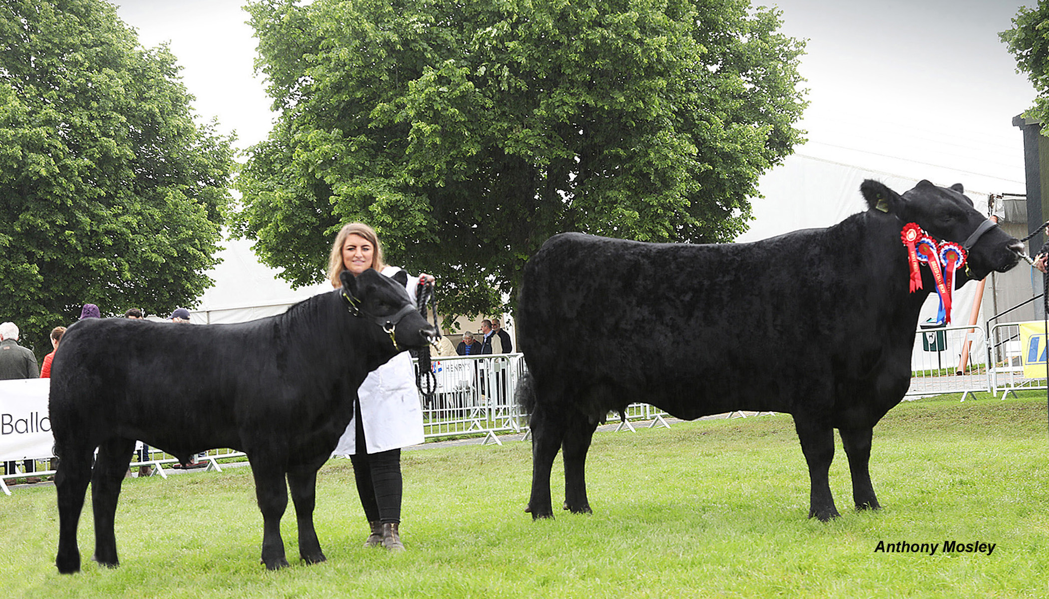 Royal Three Counties Show – Interbreed Champion - Aberdeen-Angus Cattle ...