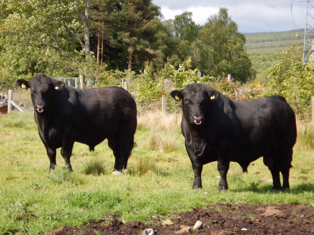 Two bulls for sale: Culrain Aberdeen-Angus - Aberdeen-Angus Cattle Society