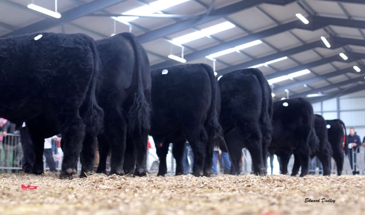 Aberdeen-Angus tops multi-breed at Carrick-On-Shannon | Aberdeen-Angus ...