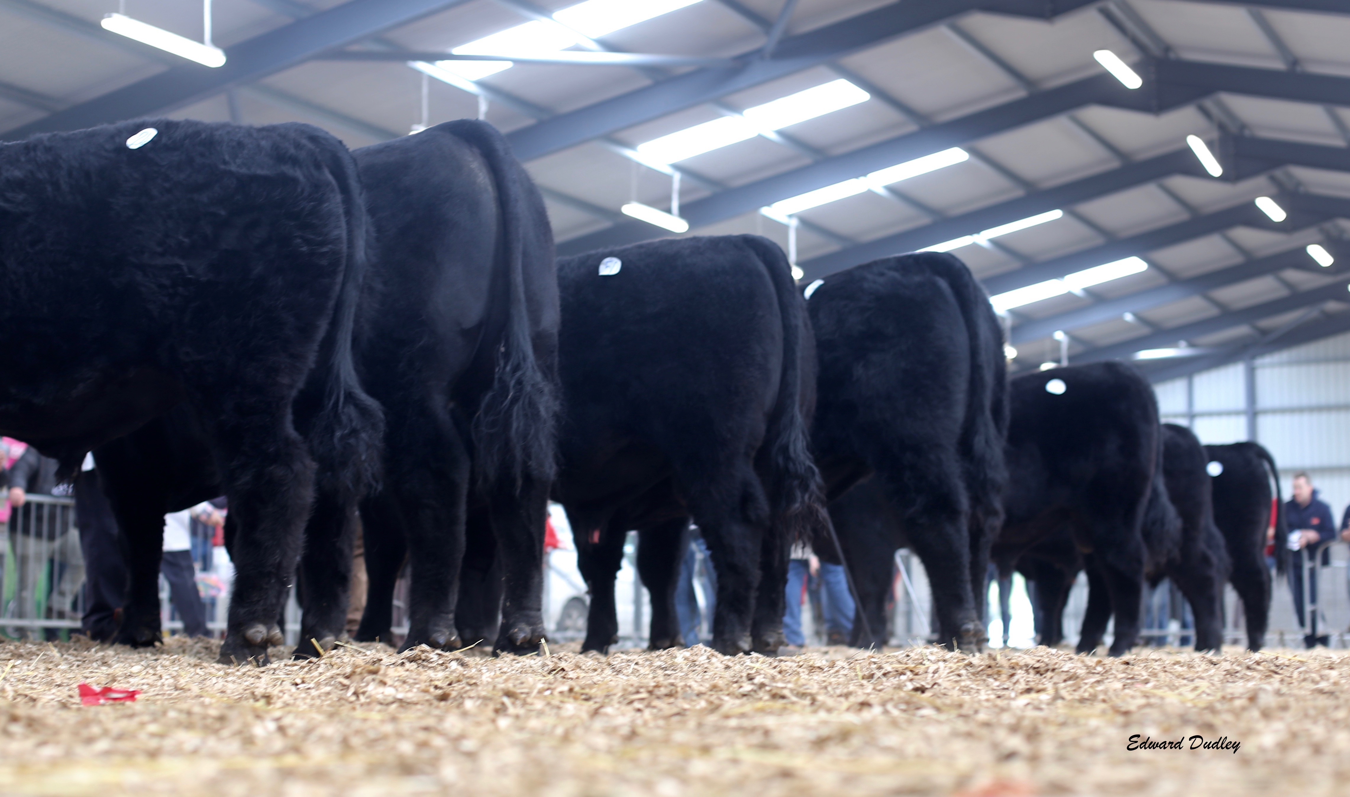 Aberdeen-Angus tops multi-breed at Carrick-On-Shannon - Aberdeen-Angus ...