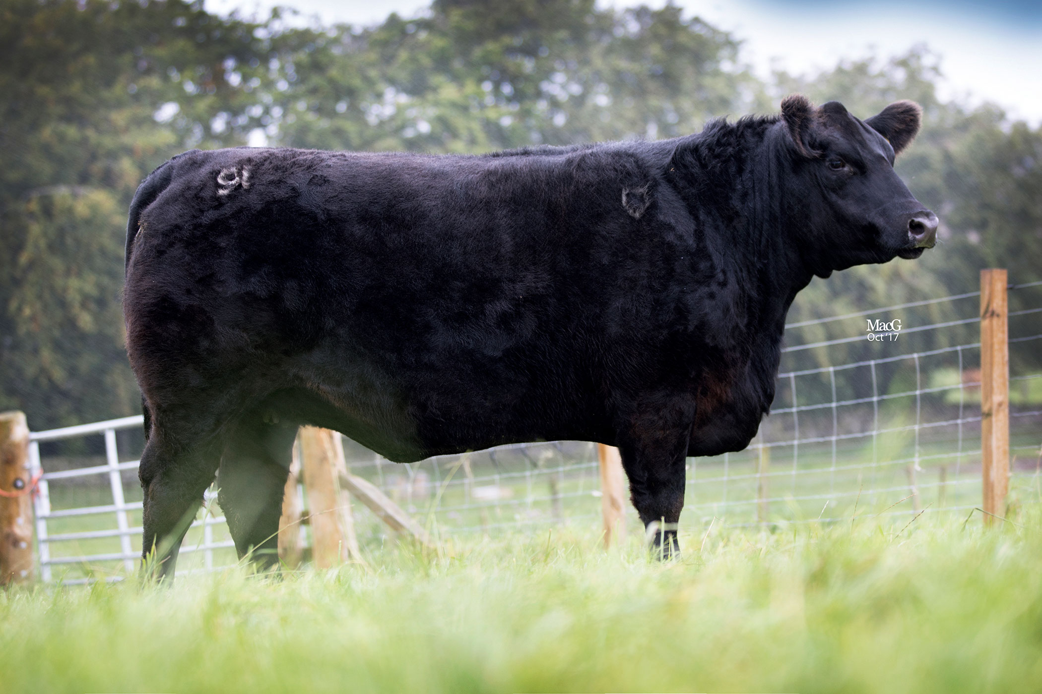 Stock for Sale – Millclose Aberdeen-Angus - Aberdeen-Angus Cattle Society