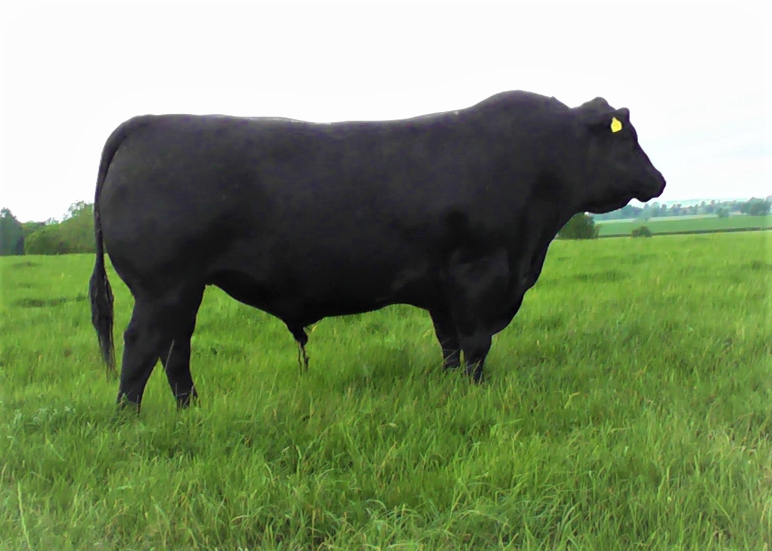 Abberton Herd: Stock bull and bulling heifers for sale - Aberdeen-Angus ...
