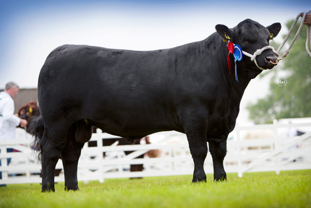 More Yorkshire success for Shadwell Estate - Aberdeen-Angus Cattle Society