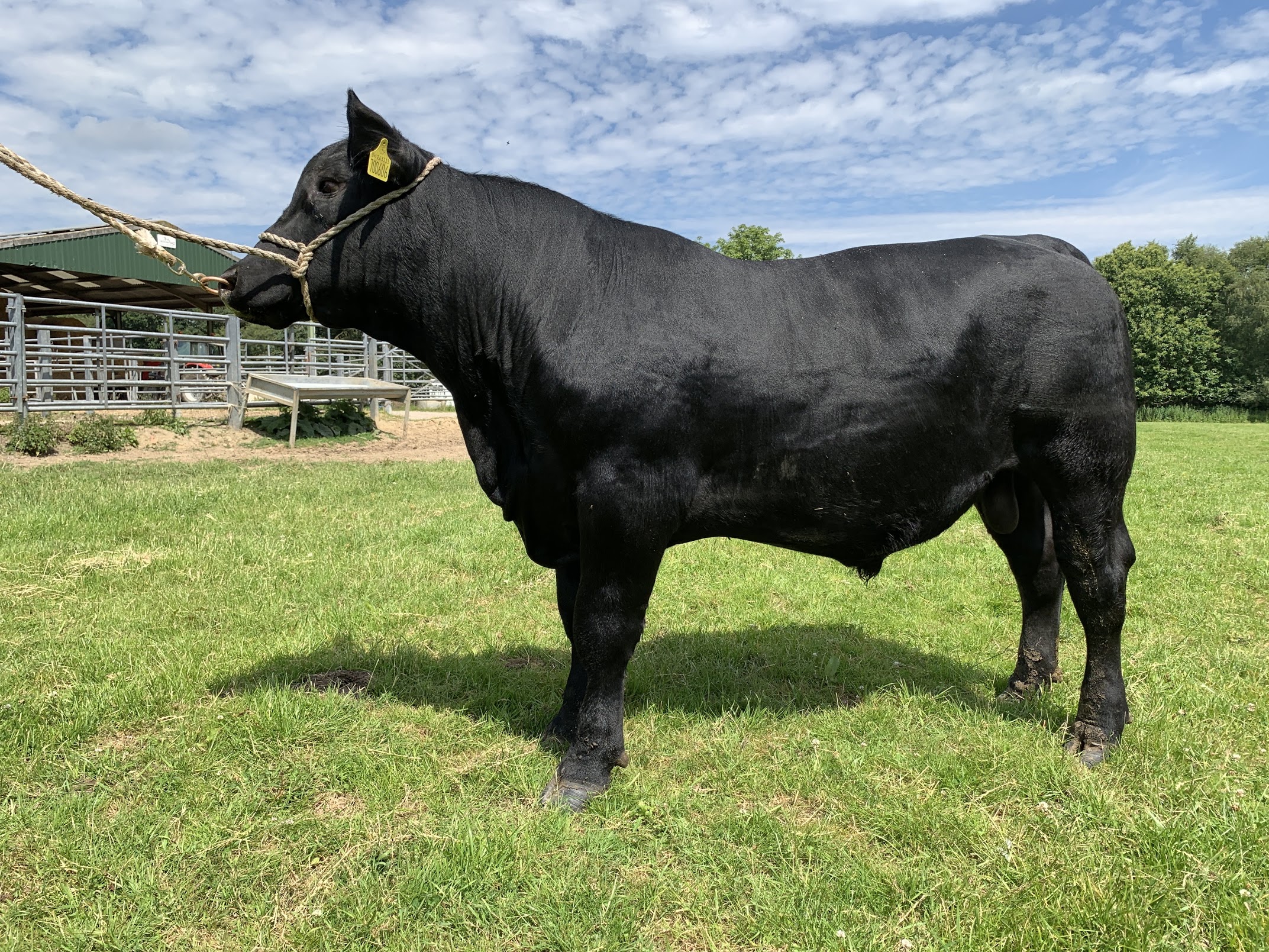 Pedigree bulls and in-calf heifers for sale: Pottage Aberdeen-Angus ...