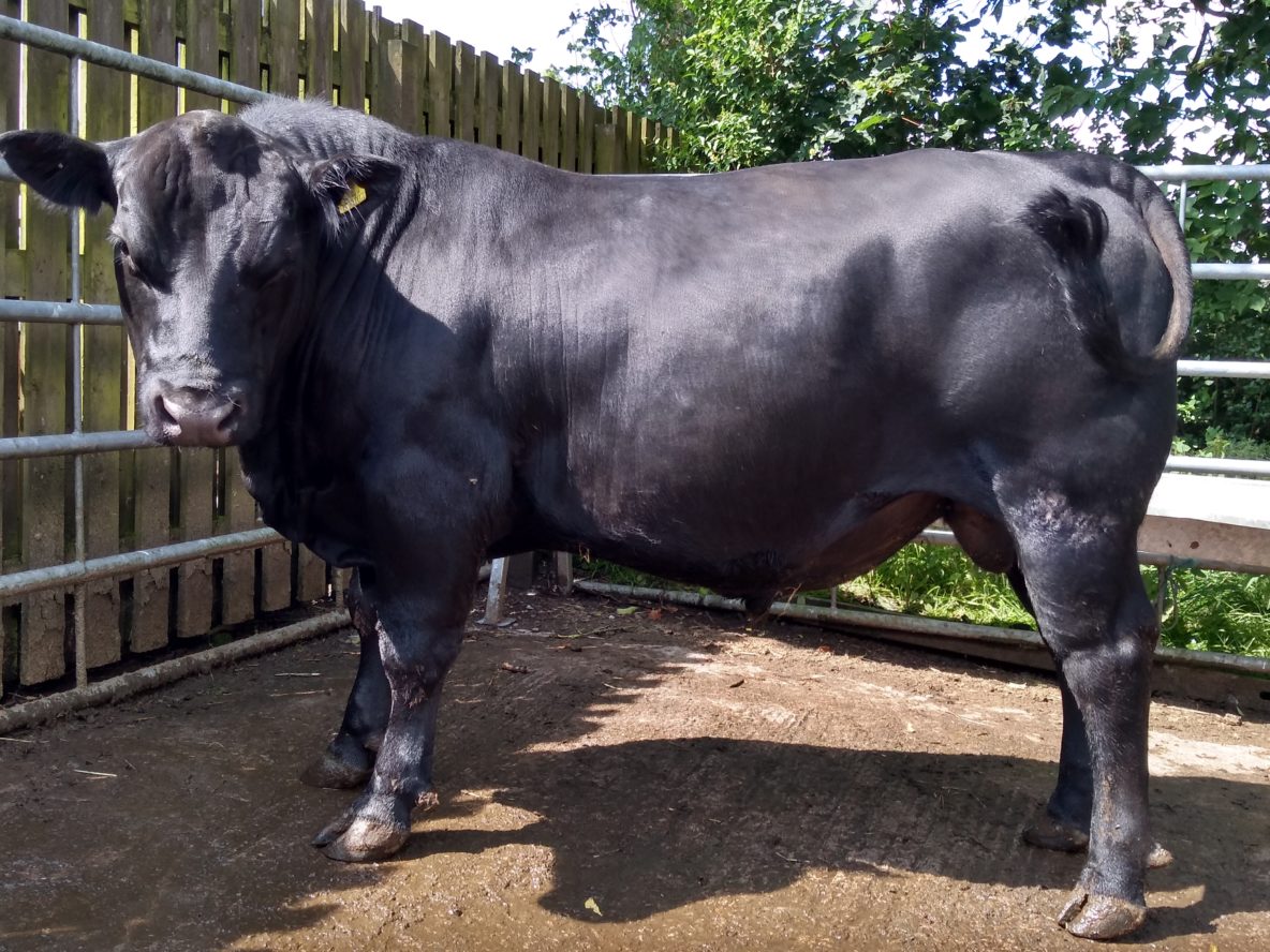 Elite Health | Pedigree Registered Bulls for Sale: Moffat Aberdeen ...