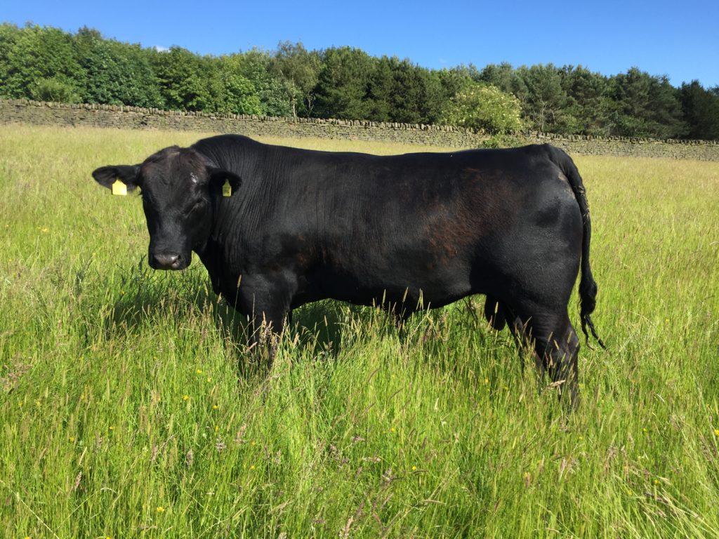 Bulls for sale: Buckhurst Aberdeen-Angus - Aberdeen-Angus Cattle Society