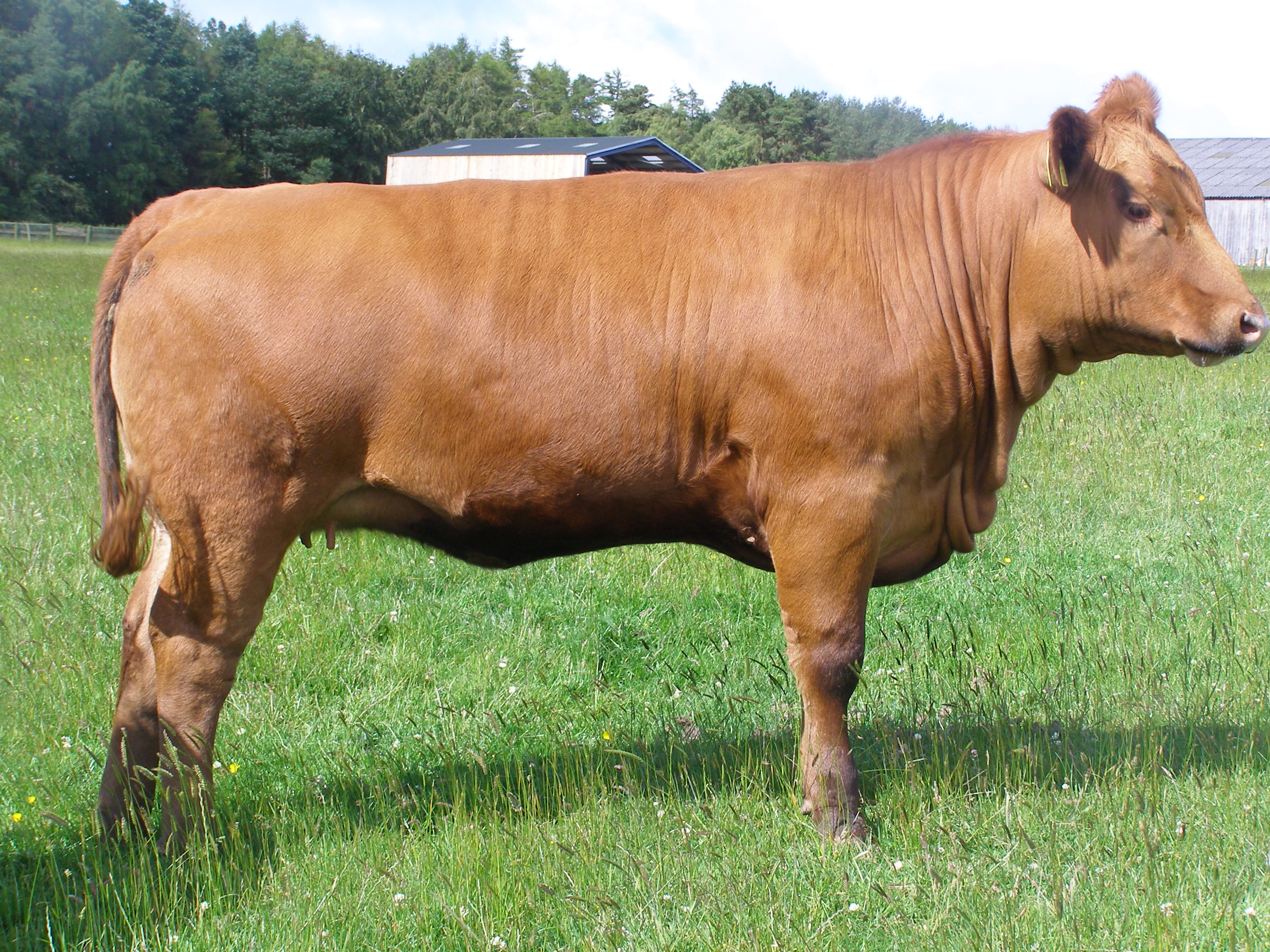 Lakewood pedigree red outcrossed Aberdeen-Angus heifer for sale ...