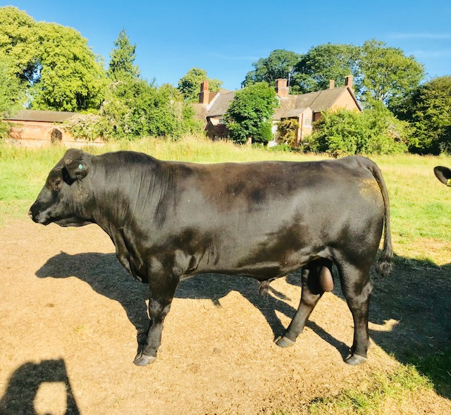 Registered Pedigree Aberdeen Angus Breeding Bulls for sale: Butterstone ...